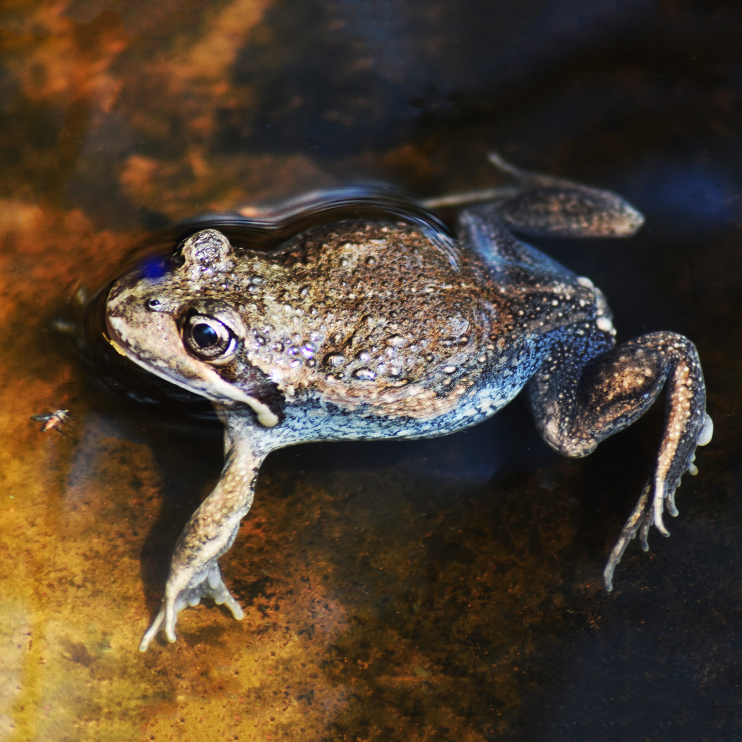 frogger – The Growing Heart