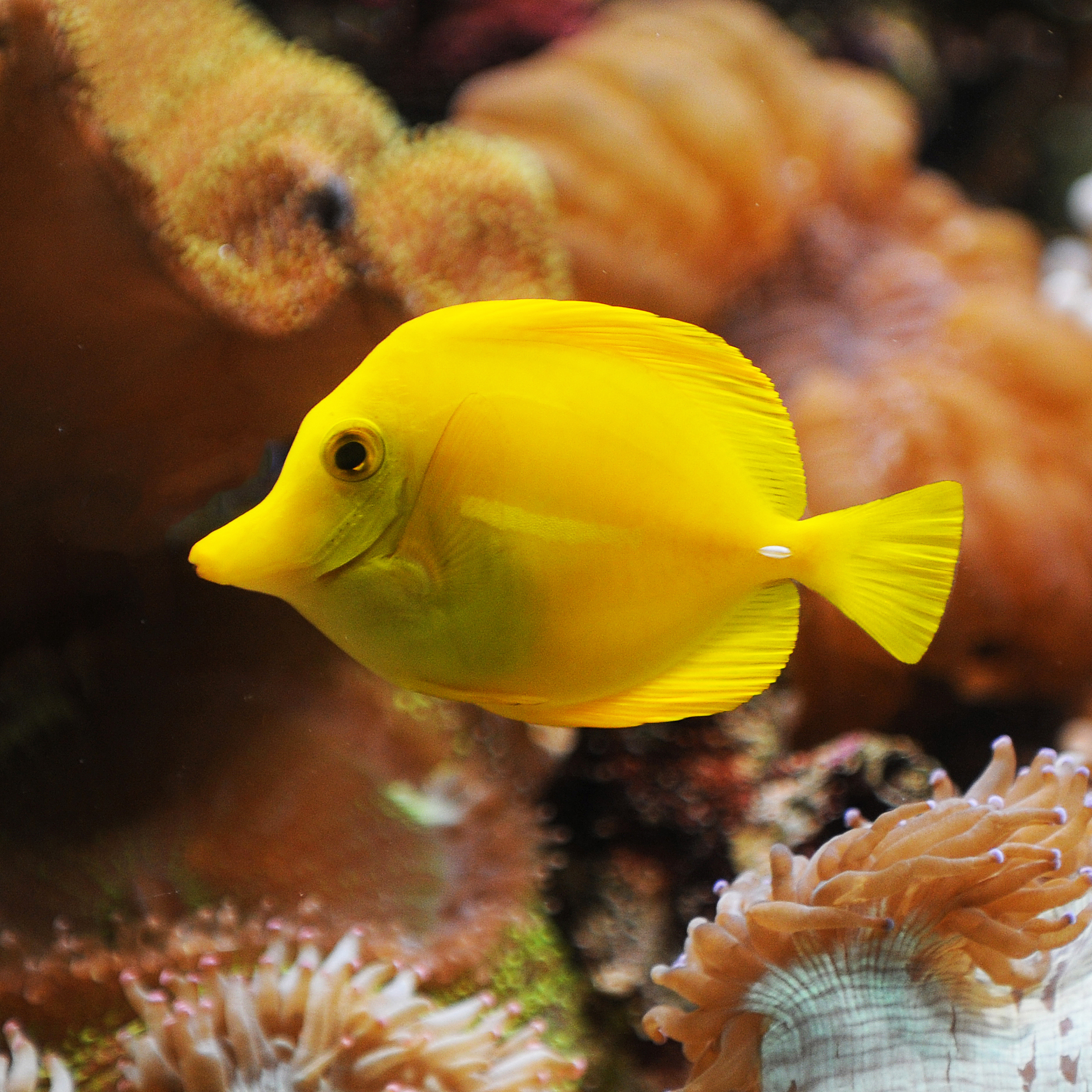 sss – The Growing Heart