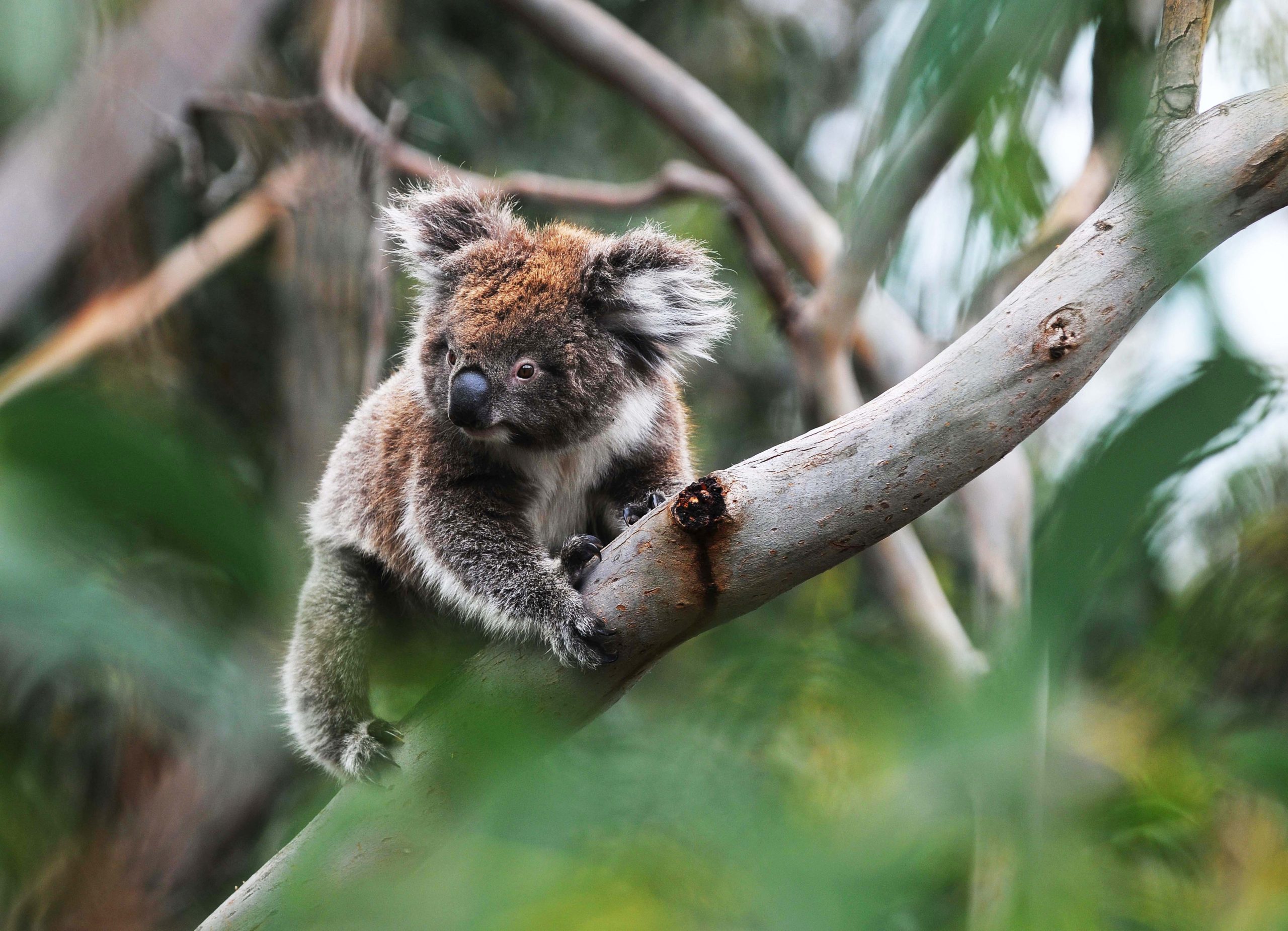 koala1 – The Growing Heart